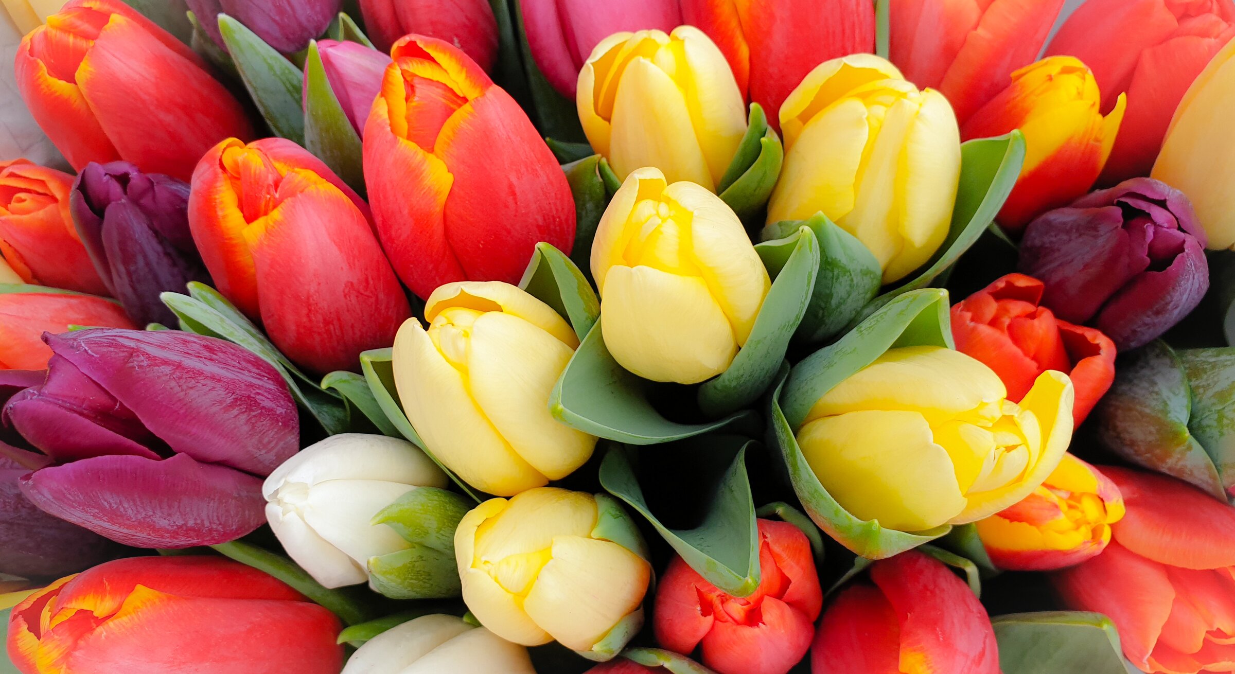 Warum du im Januar und Februar keine Tulpen kaufen solltest!