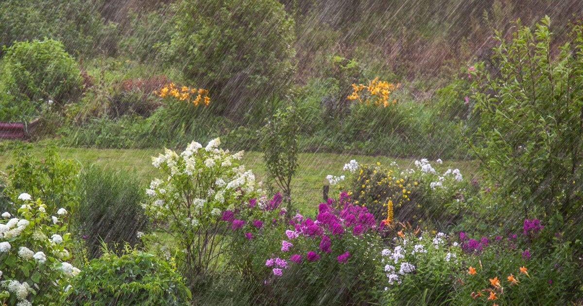 Nach Regen: 3 Arbeiten solltest du jetzt NICHT im Garten tun